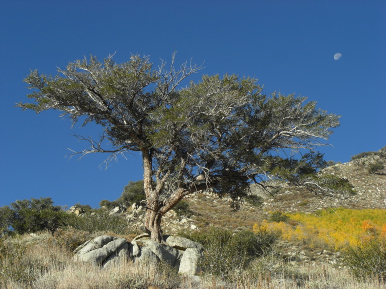 28 Most Common Trees in Utah - ProGardenTips