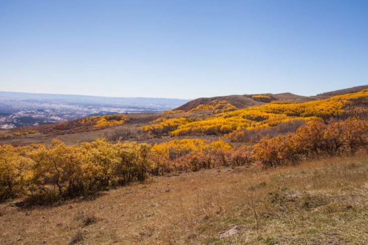 28 Most Common Trees in Utah - ProGardenTips