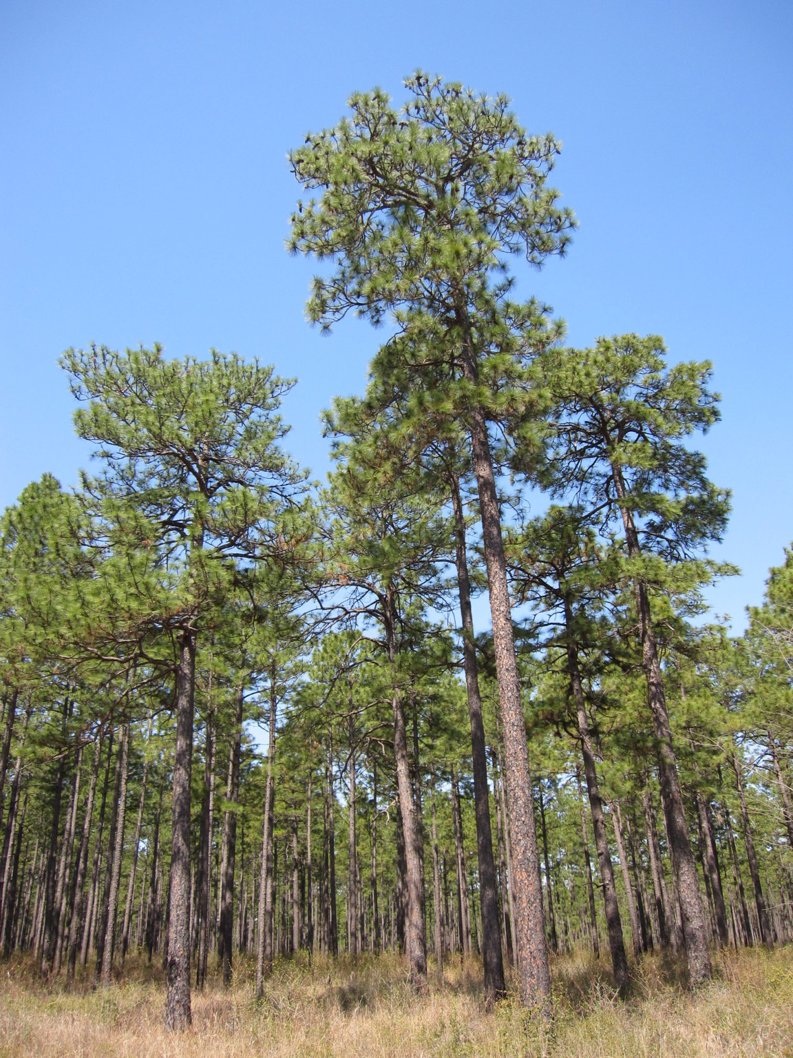 33 Most Common Trees in Virginia - ProGardenTips