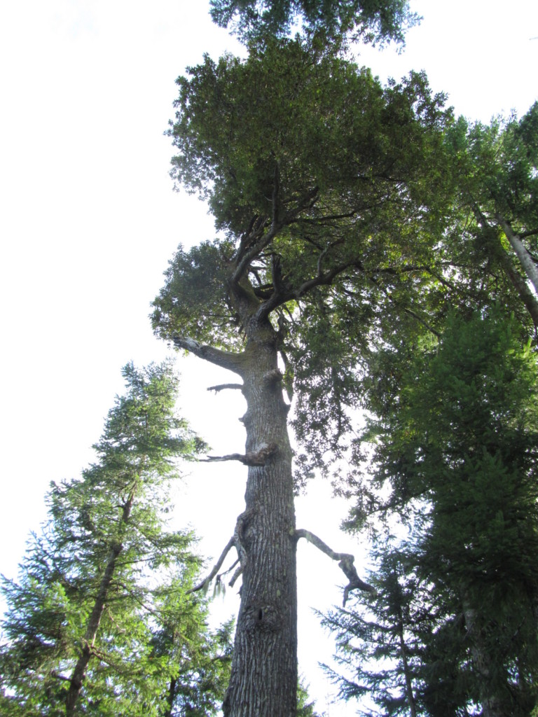18 Evergreen trees in Washington state - ProGardenTips