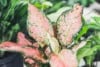 7 Arrowhead Plant Benefits - ProGardenTips