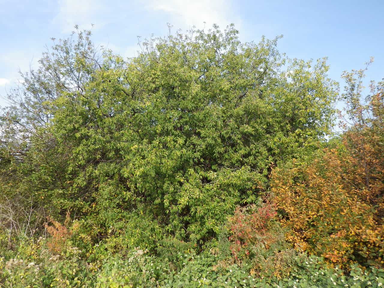 Buckthorn (Rhamnus cathartica) - How to Grow & Care Guide