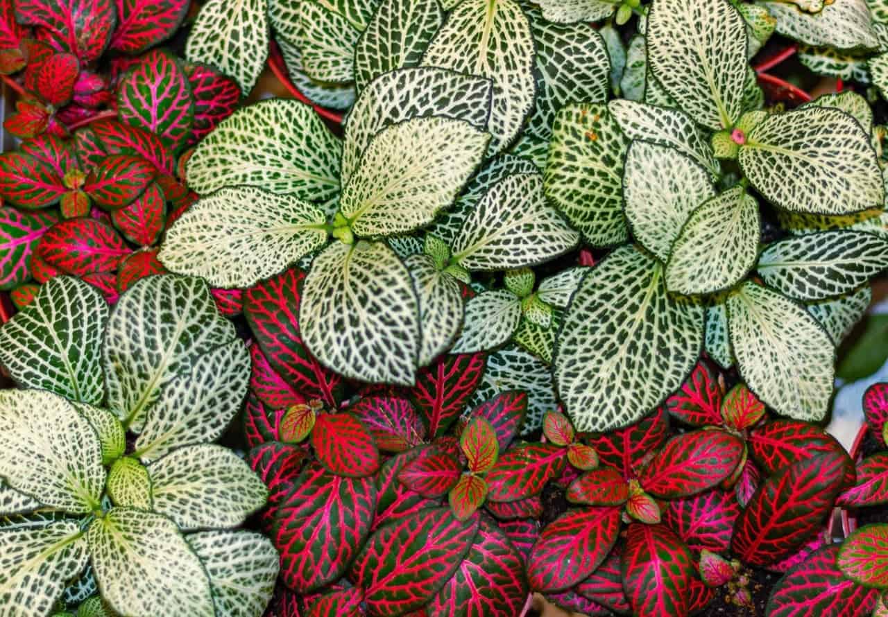 7 Fittonia Plant (Nerve Plant) Benefits - ProGardenTips