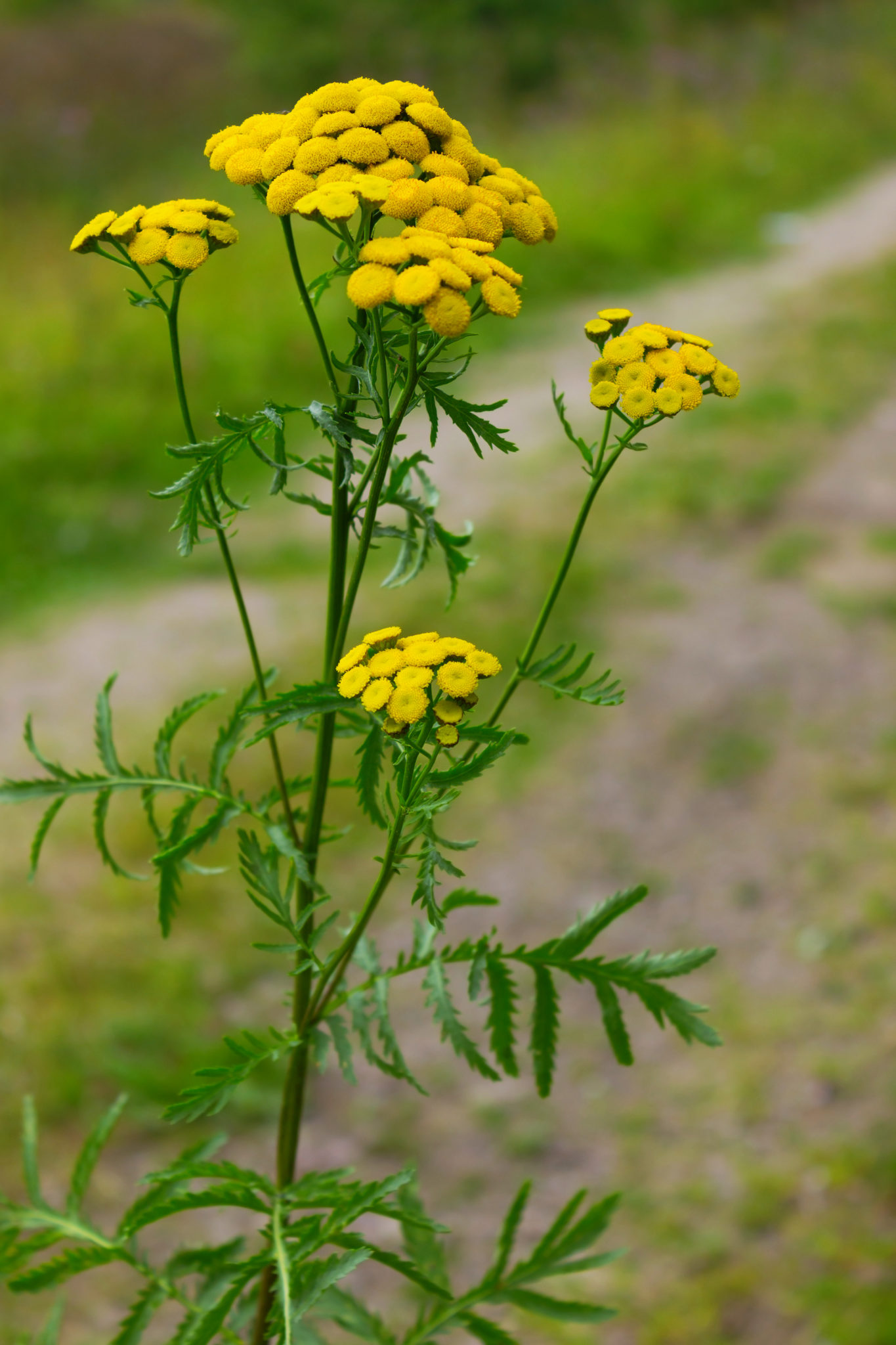Tansy (Tanacetum vulgare) - How to Grow & Care Guide
