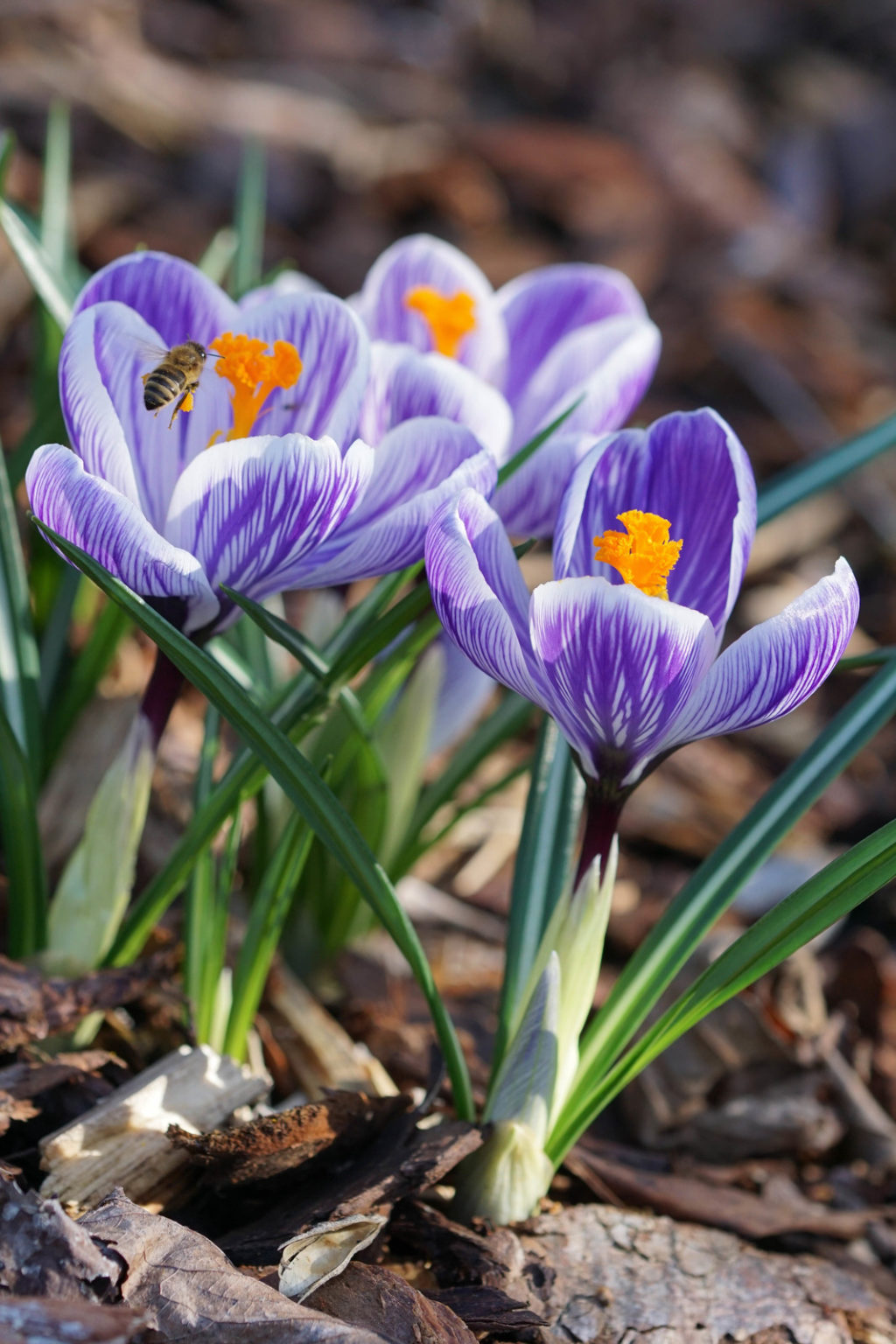 12 Plants That Close At Night - ProGardenTips