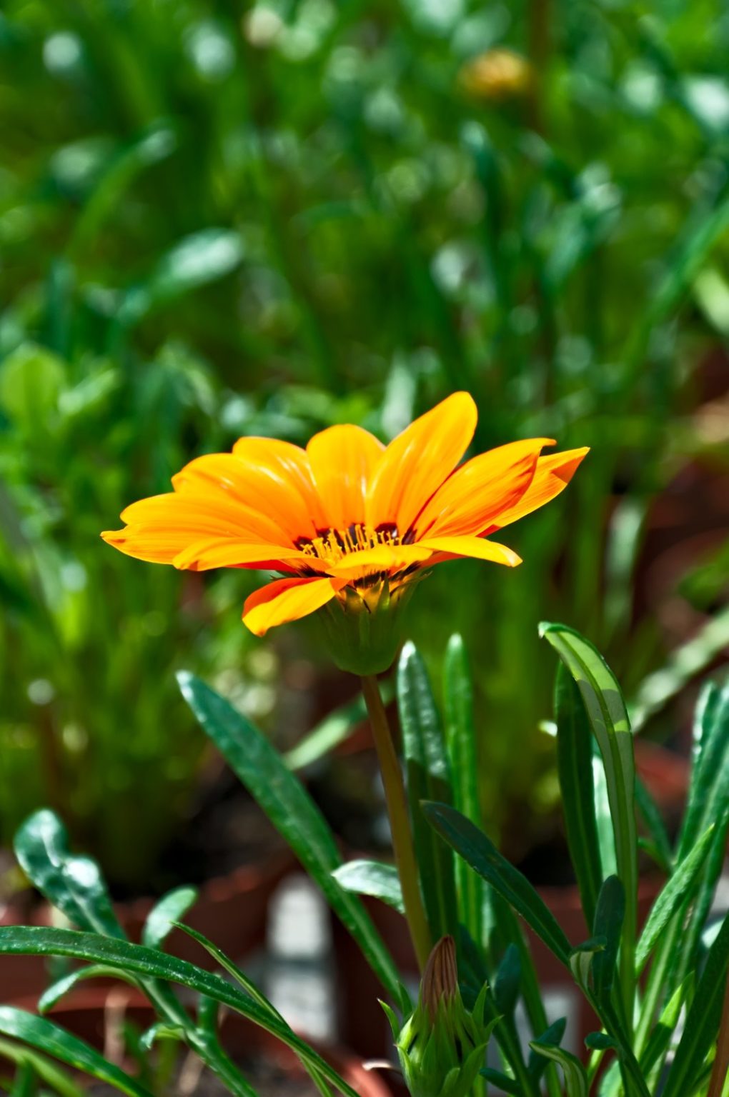 12 Plants That Close At Night - ProGardenTips