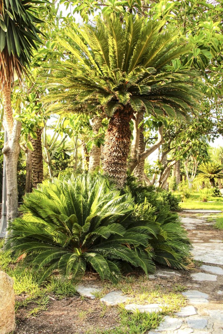 6 Trees Similar To Palm Trees - ProGardenTips
