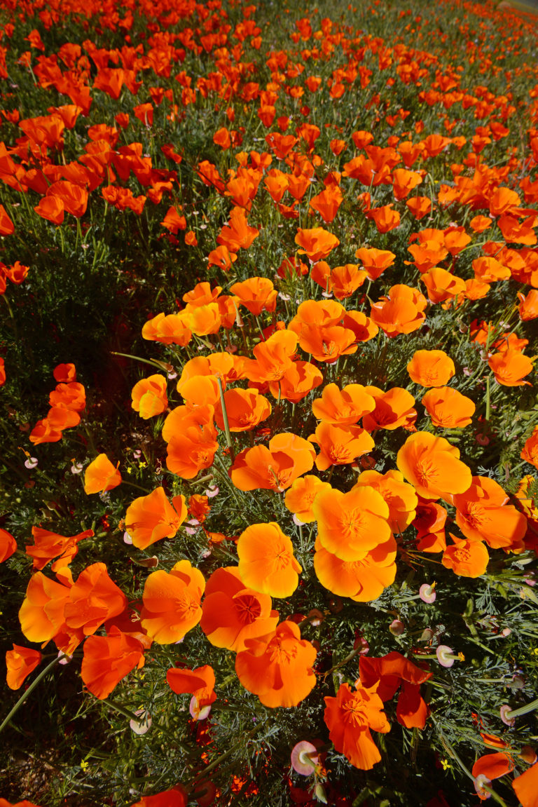12 Plants That Close At Night - ProGardenTips