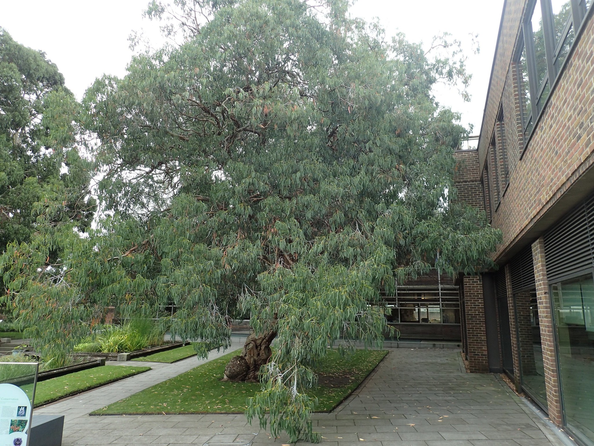 10 Trees Similar To Birch - ProGardenTips