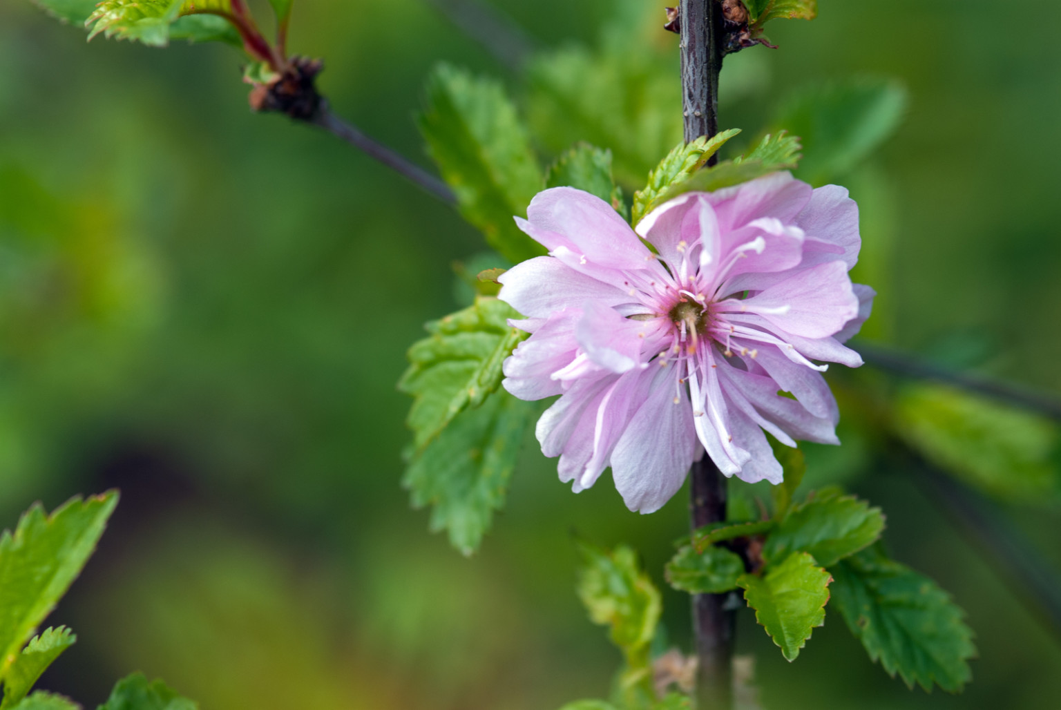 26 Fantastic Flowering Pear Tree Varieties - ProGardenTips