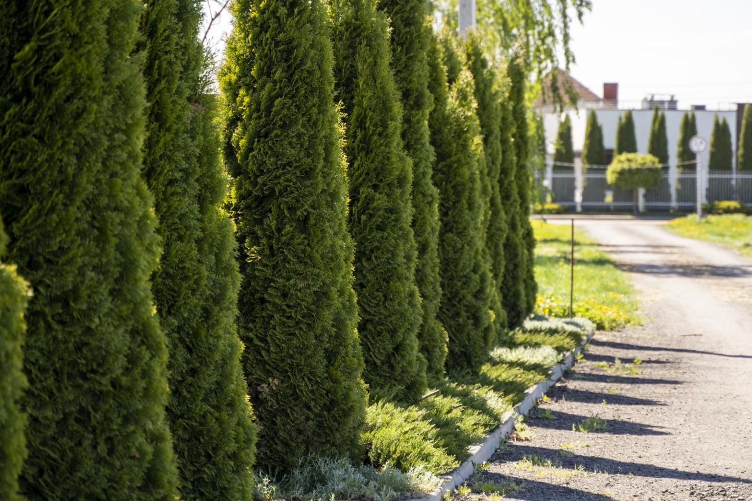 7 Great Flowering Trees For North Carolina - ProGardenTips