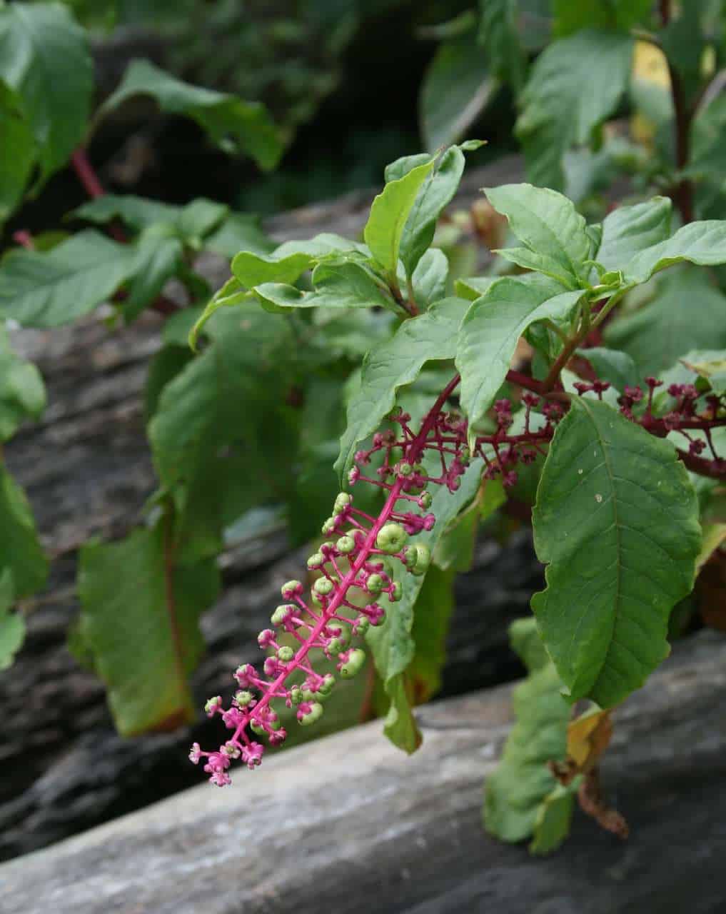 9 Plants That Look Like Blueberries - ProGardenTips