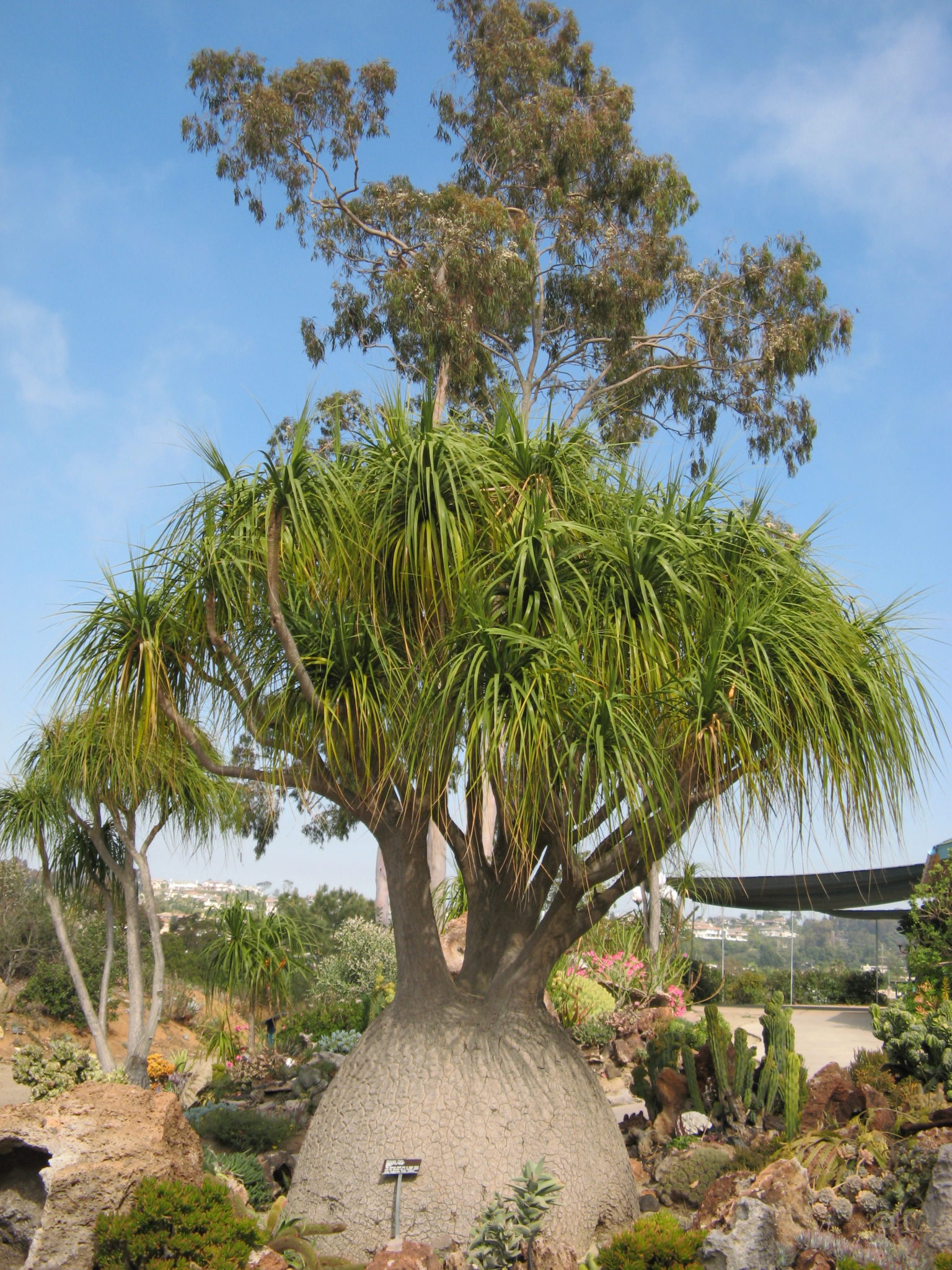8 Plants That Look Like Hair - ProGardenTips