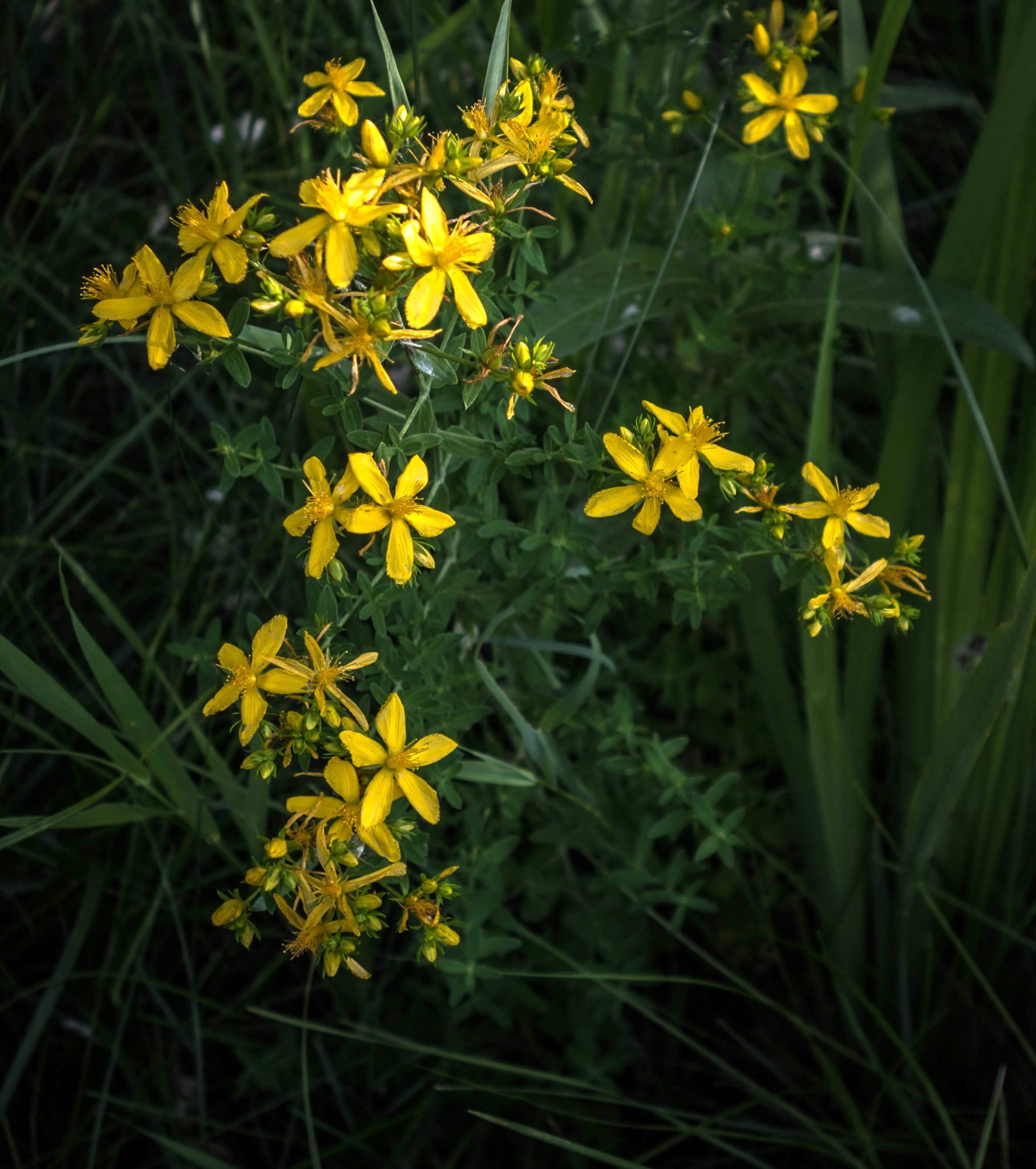6 Plants That Look Like Ragwort - ProGardenTips