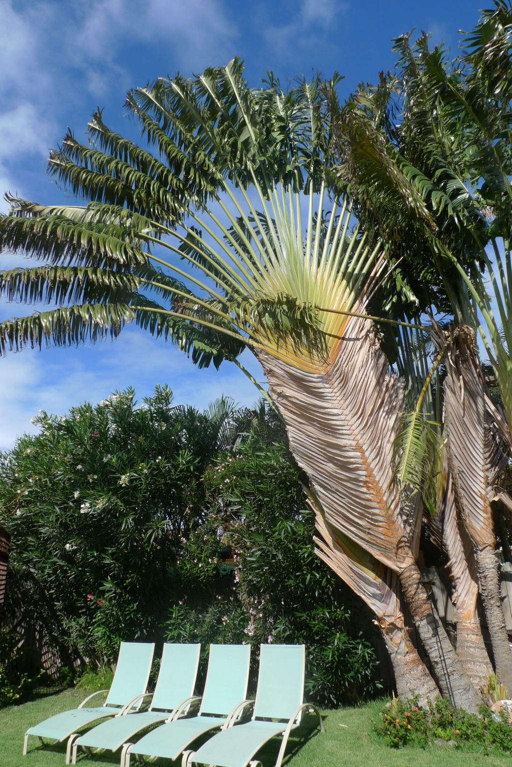6 Trees Similar To Palm Trees - ProGardenTips