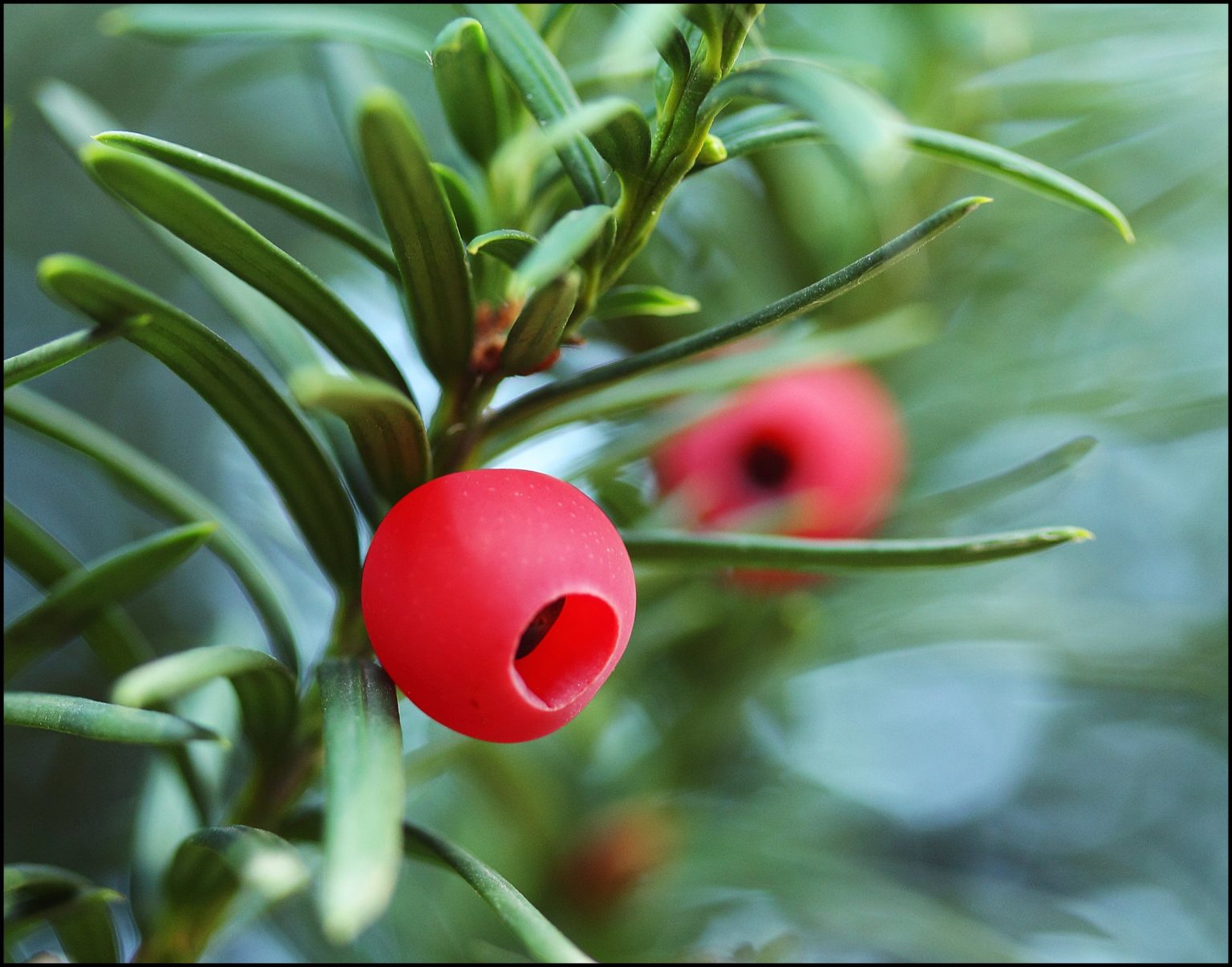 Are Yew Berries Poisonous? - ProGardenTips