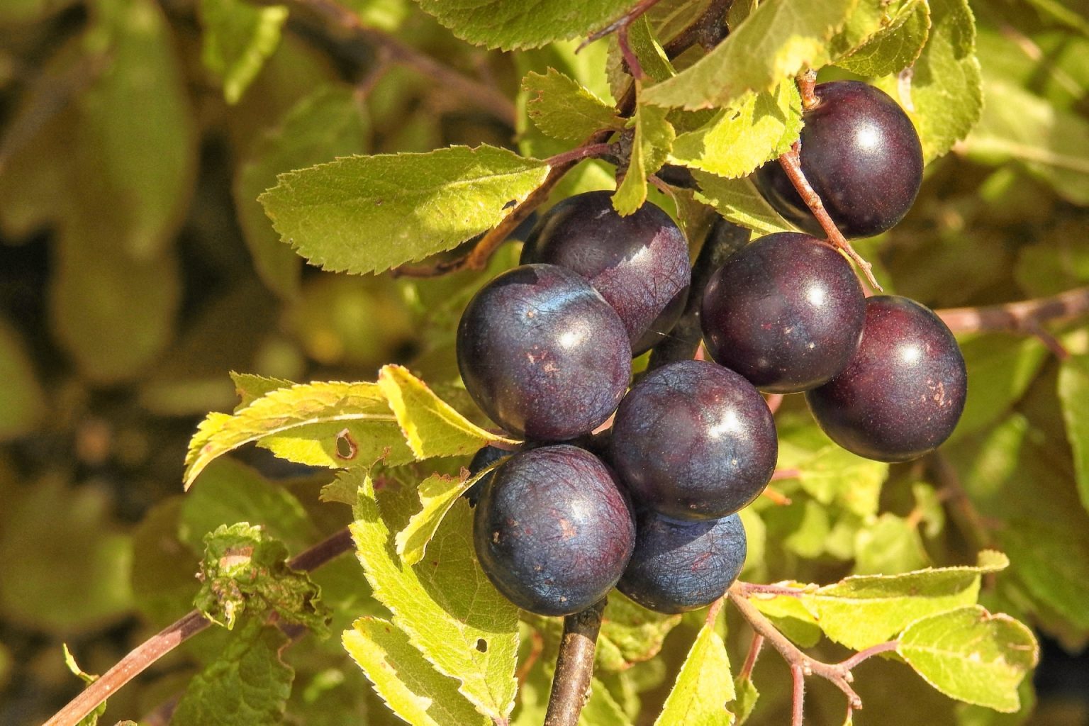 23 Poisonous Plants in Georgia - ProGardenTips