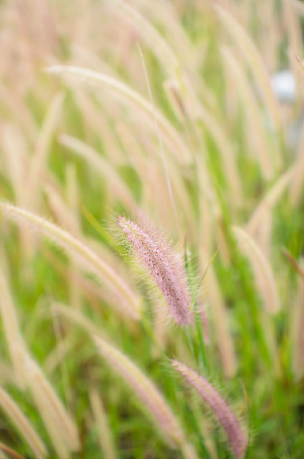 9 Plants That Look Like Wheat - ProGardenTips