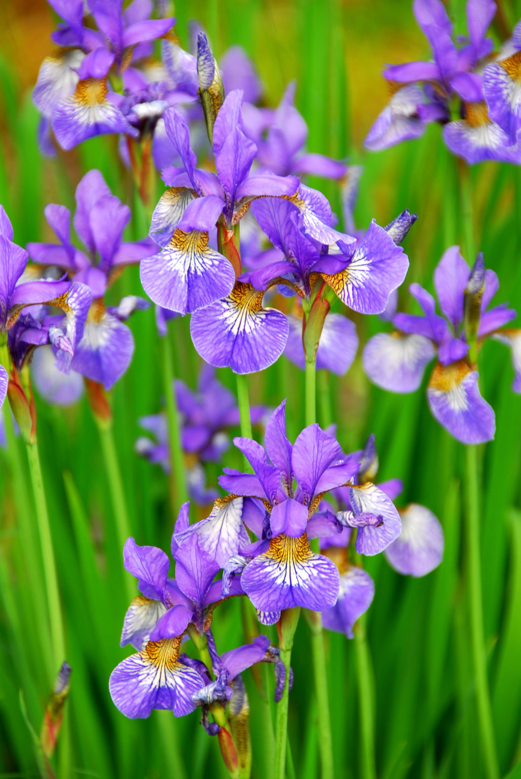 25 Poisonous Plants in Louisiana - ProGardenTips