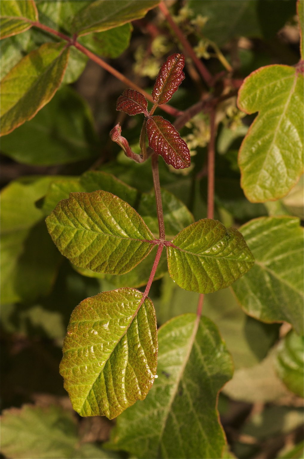 25 Poisonous Plants in Washington State - ProGardenTips