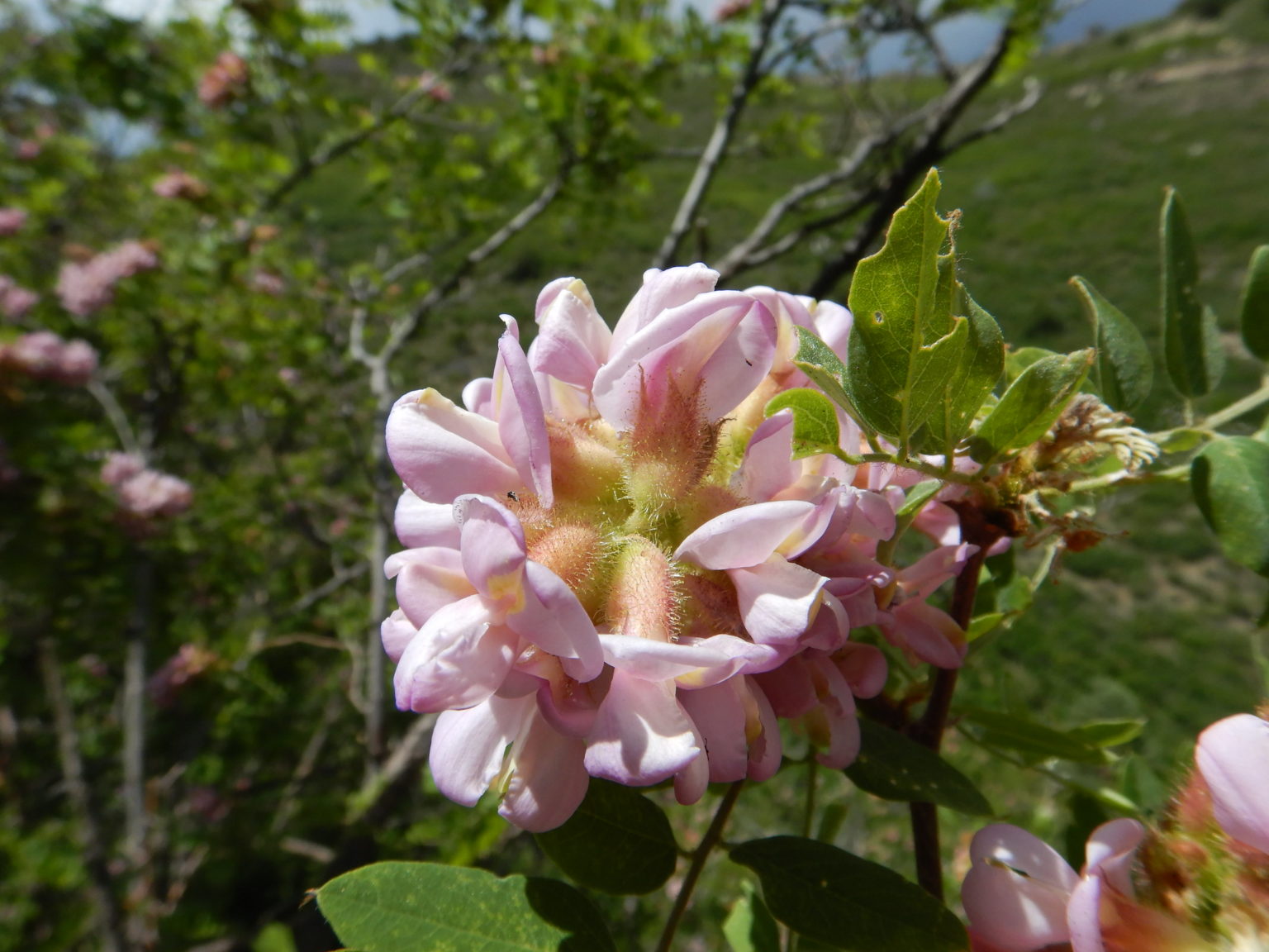 7 Trees Similar To Honey Locust - ProGardenTips