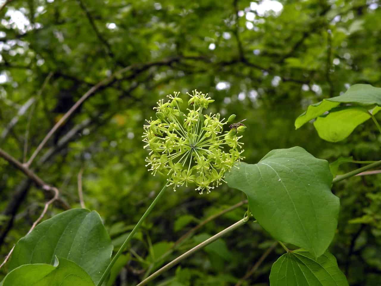 22 Poisonous Plants in Michigan - ProGardenTips