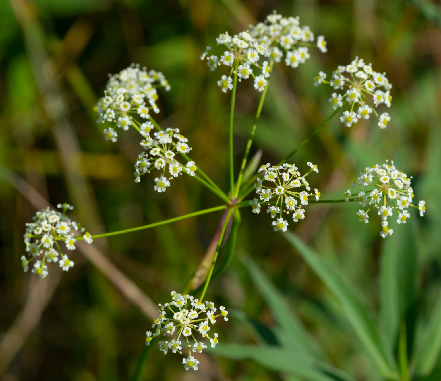 24 Poisonous Plants in Florida - ProGardenTips
