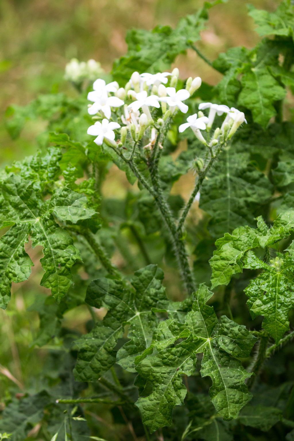 Texas Bull Nettle (Cnidoscolus texanus) - How to Grow & Care Guide