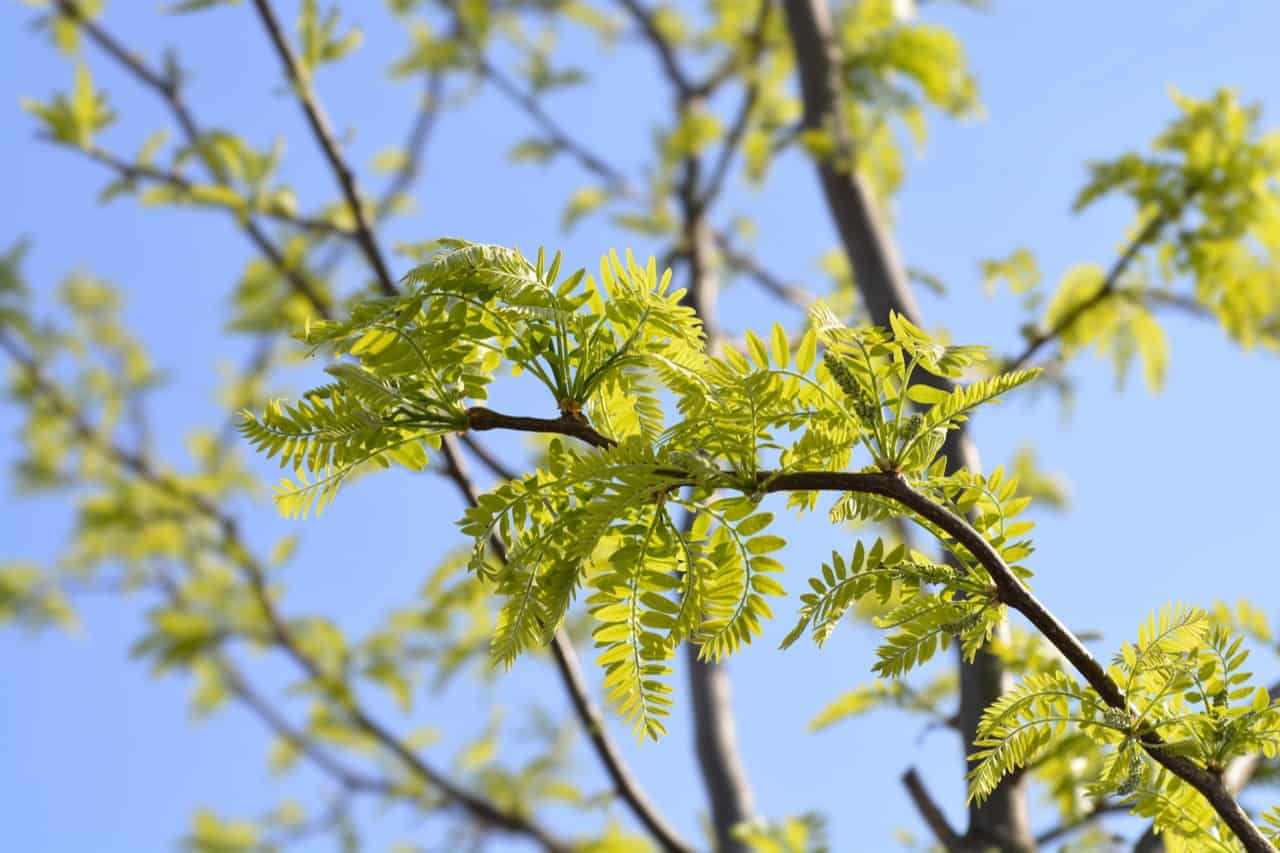 7 Trees Similar To Honey Locust ProGardenTips