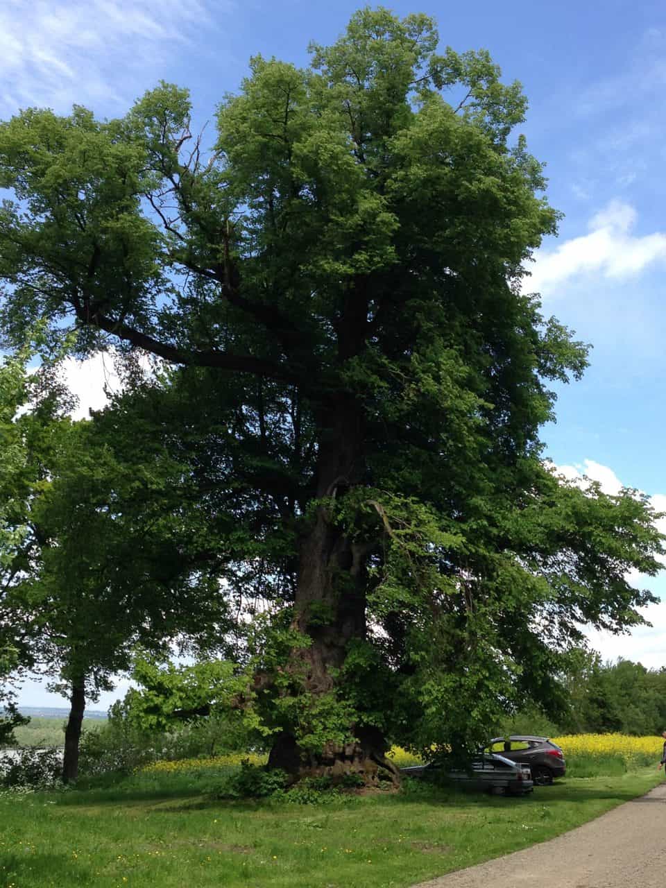The 25 Biggest Trees in Europe - ProGardenTips