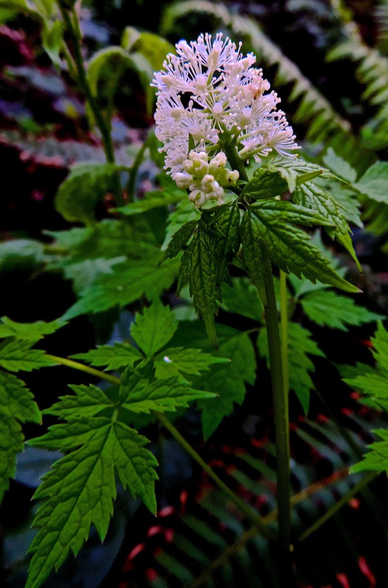 Greasewood (Sarcobatus vermiculatus) - How to Grow & Care Guide