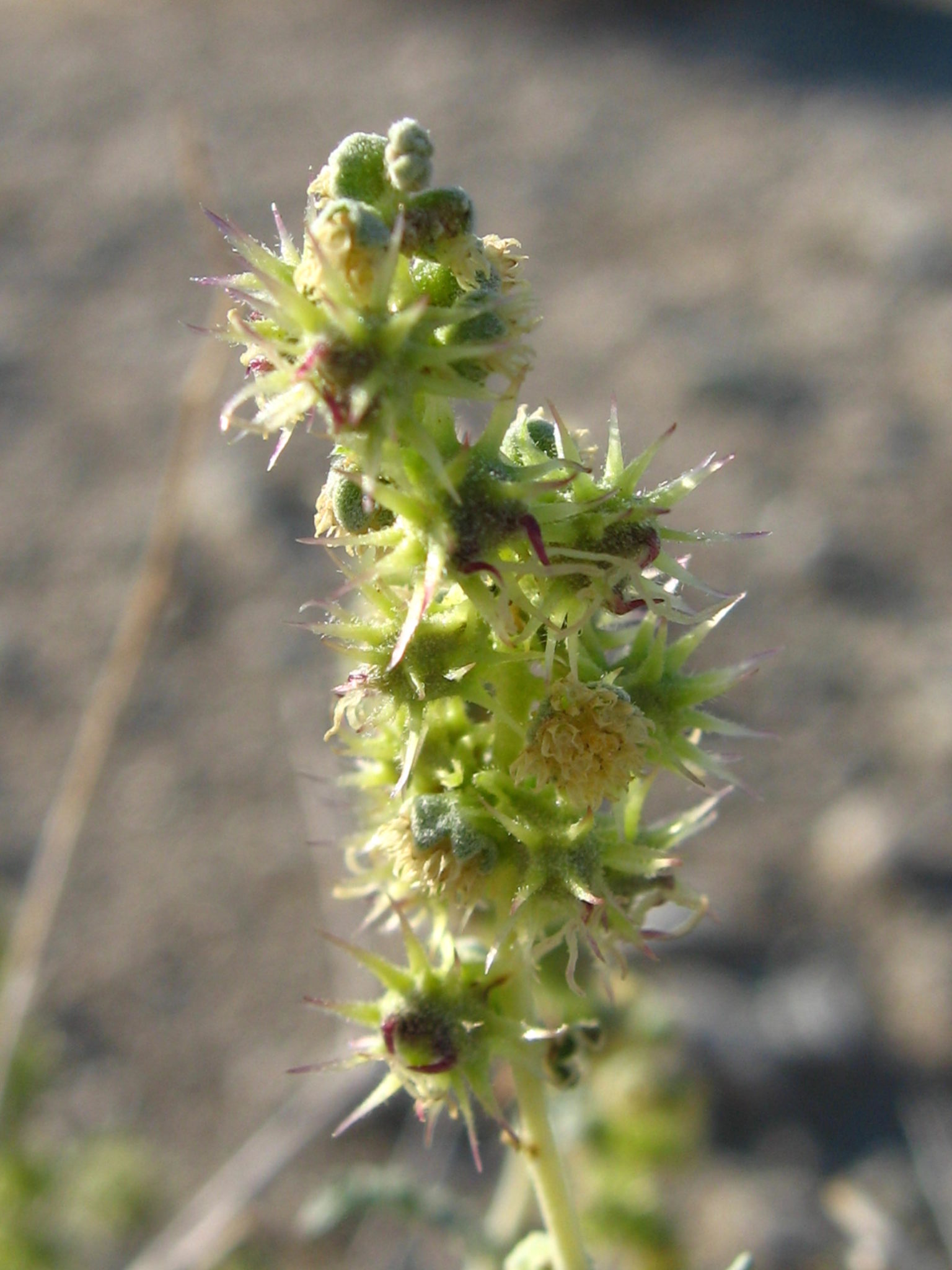 23 Poisonous Plants in New Mexico - ProGardenTips