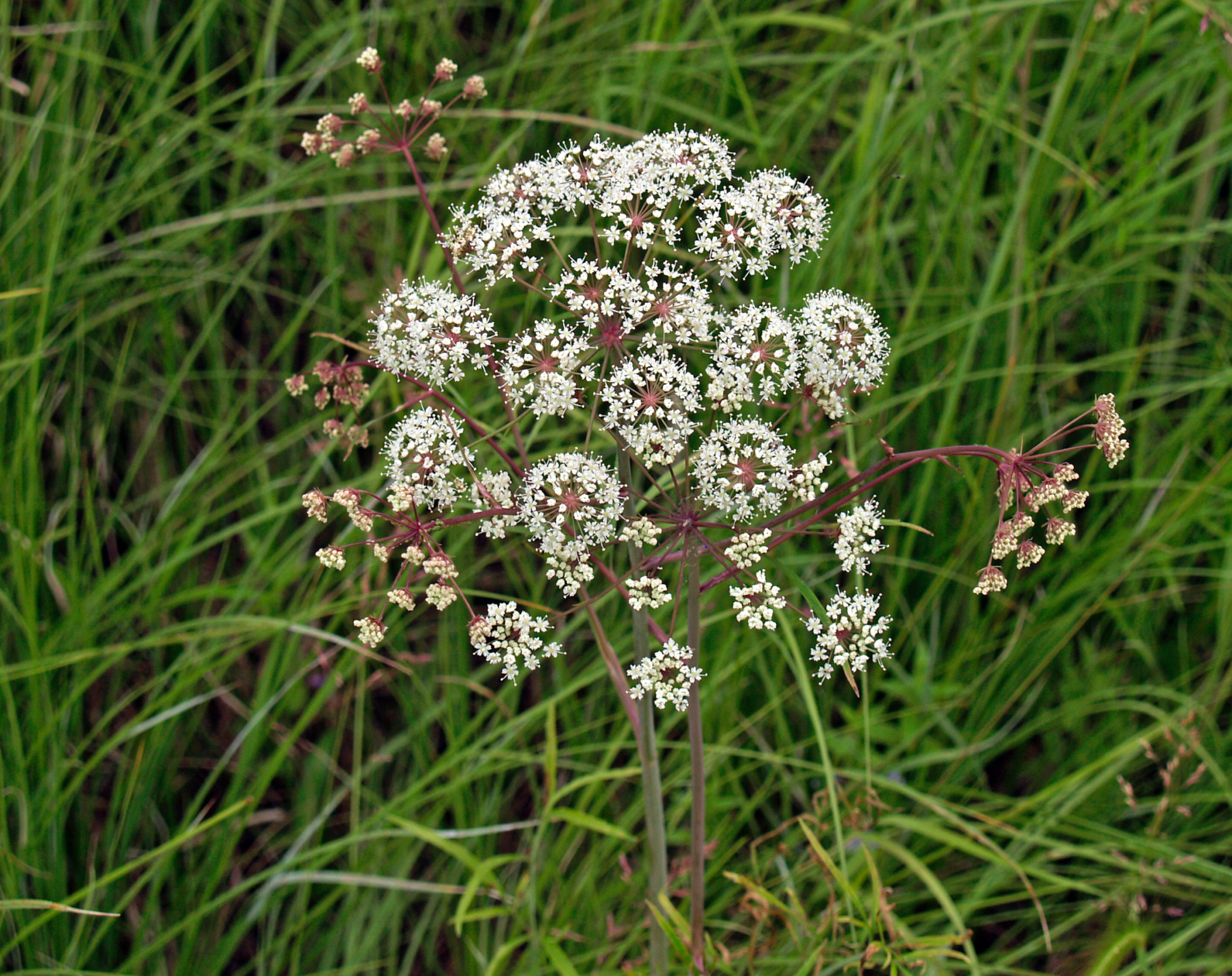 Western Water Hemlock (Cicuta douglasii) - How to Grow & Care Guide