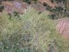 Greasewood (Sarcobatus vermiculatus) - How to Grow & Care Guide