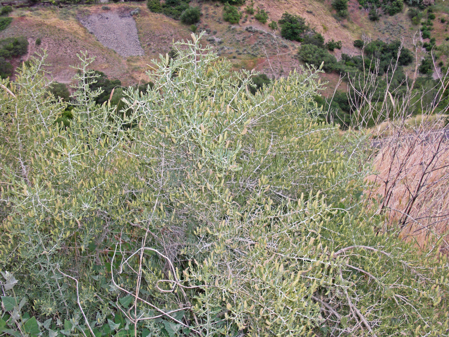 Greasewood (Sarcobatus vermiculatus) - How to Grow & Care Guide