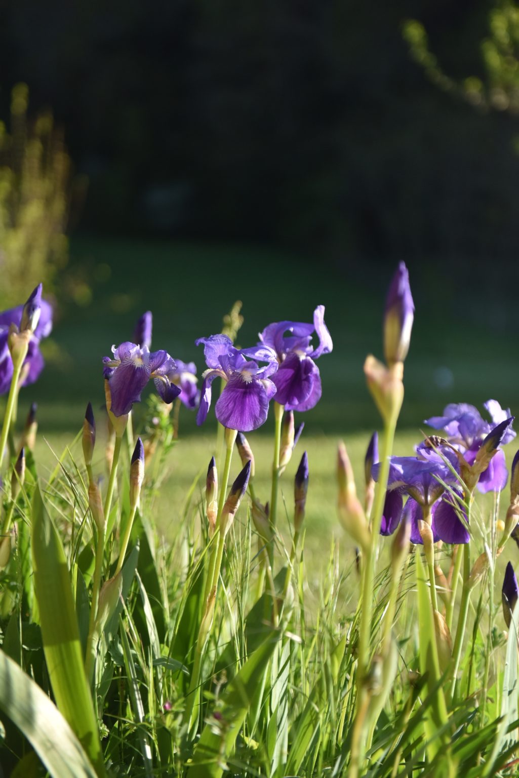 14 Poisonous Plants in New York - ProGardenTips