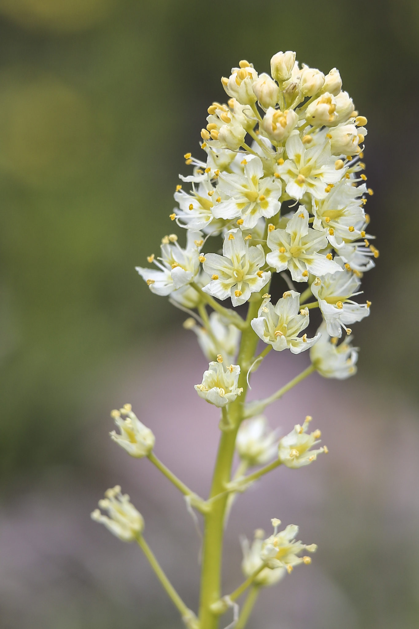 25 Poisonous Plants in Washington State - ProGardenTips