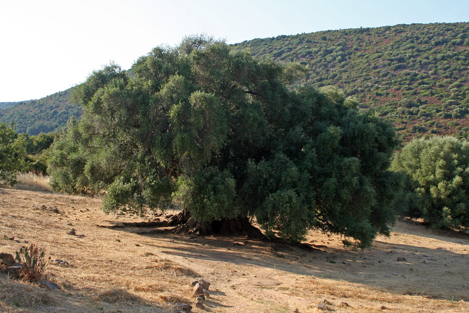 The 25 Biggest Trees in Europe - ProGardenTips