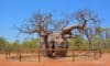 The 23 Biggest Trees in Australia - ProGardenTips