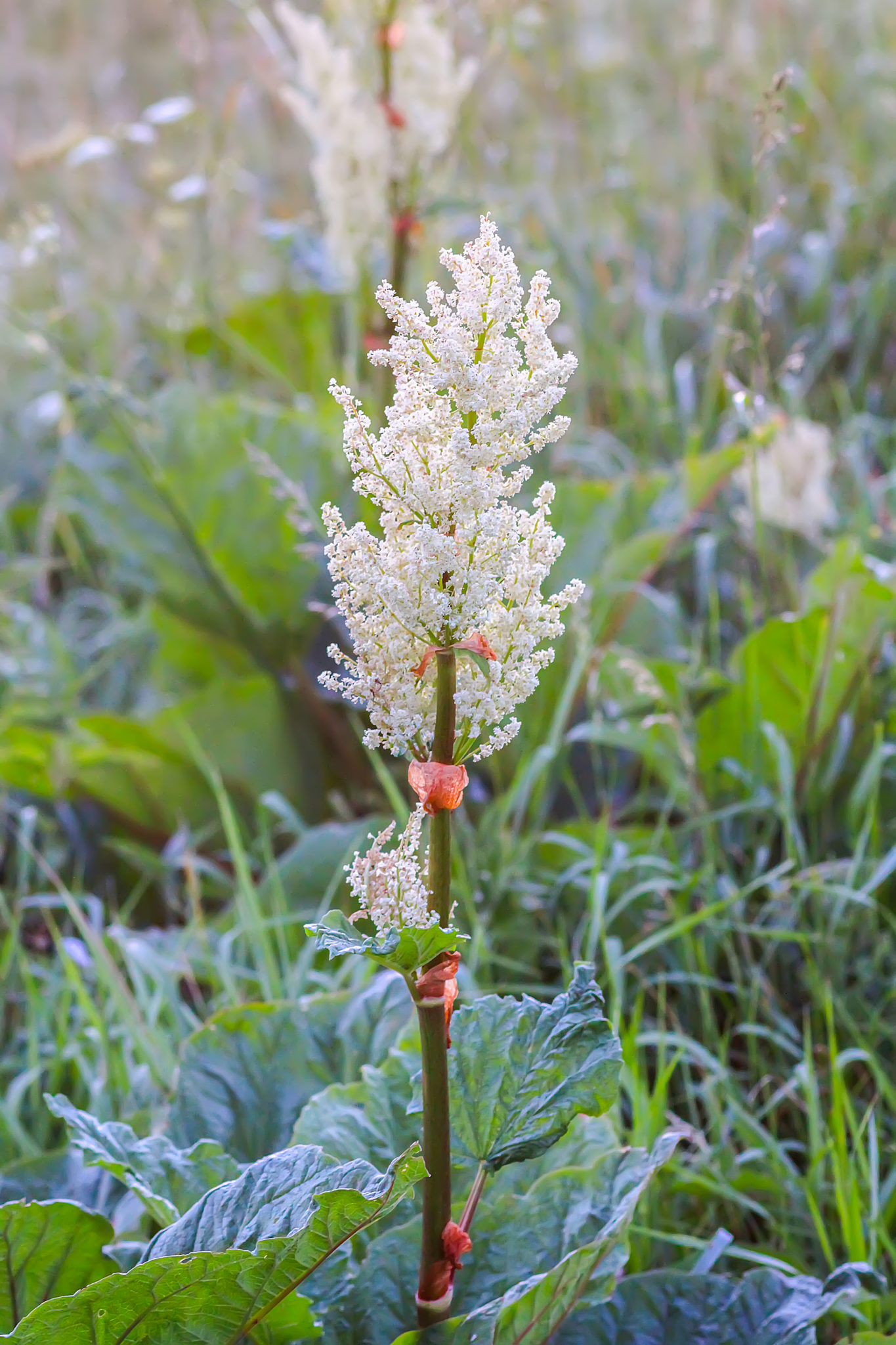 24 Poisonous Plants in Indiana - ProGardenTips