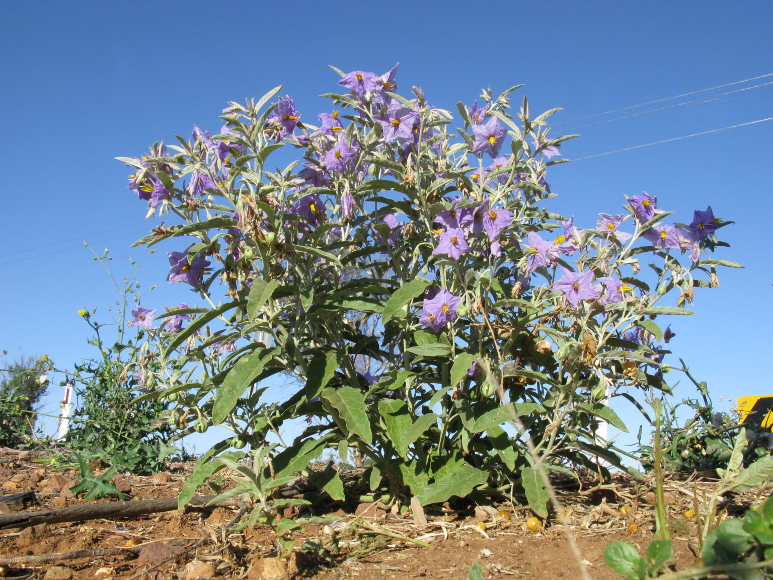 22 Poisonous Plants in Arizona - ProGardenTips