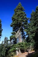 14 Biggest Trees in Oregon - ProGardenTips
