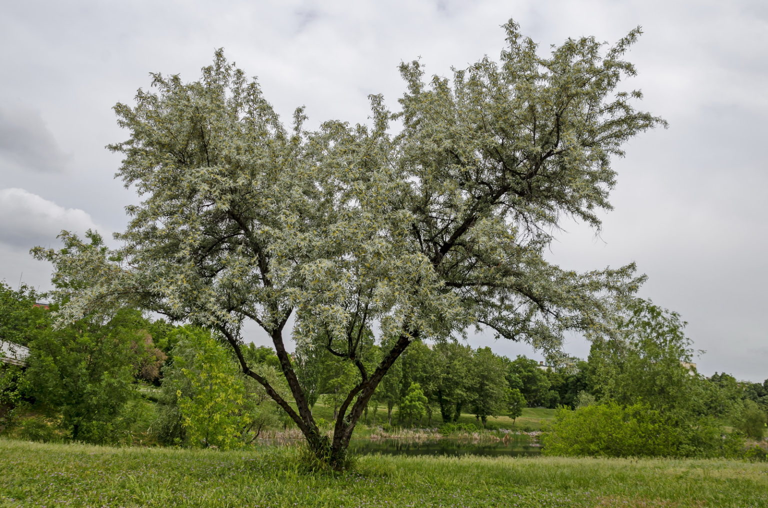 The 25 Biggest Trees in Europe - ProGardenTips