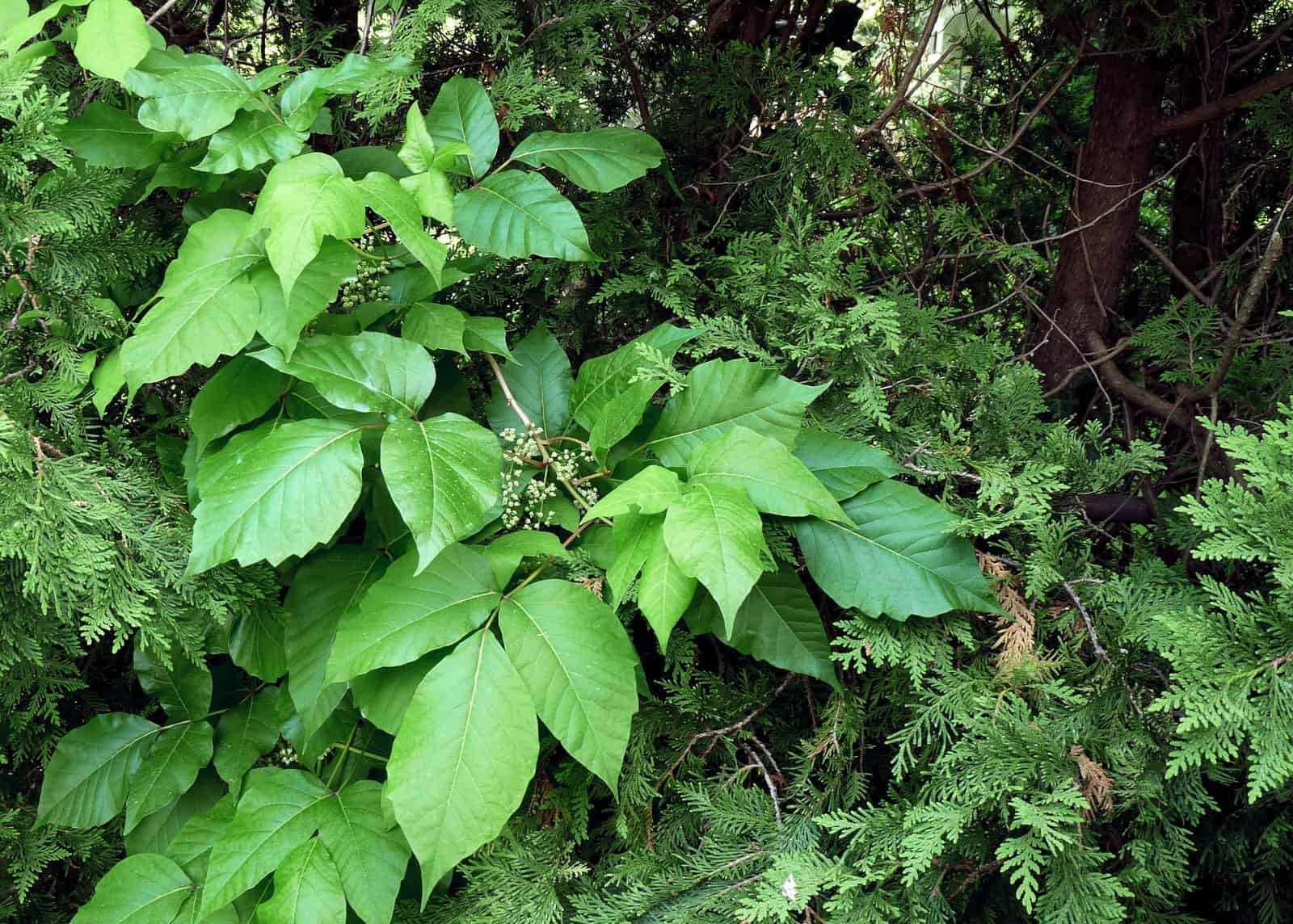 ProGardenTips - Professional Garden and Landscaping Tips