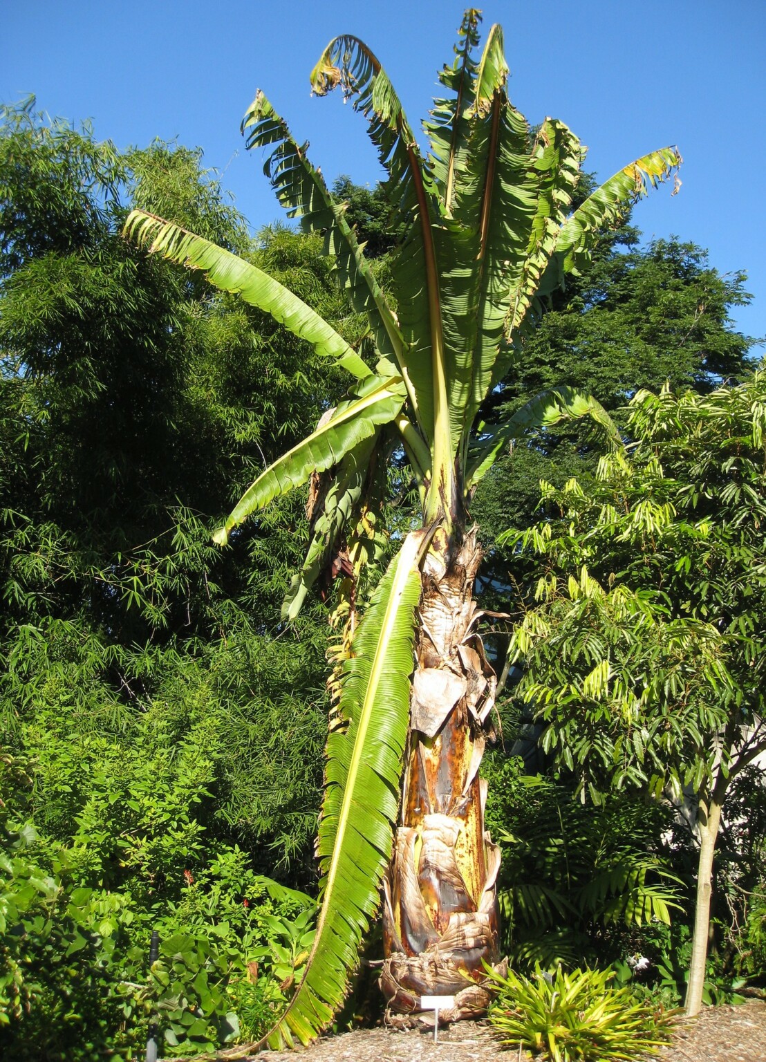 5 Plants That Look Like Banana Trees - ProGardenTips