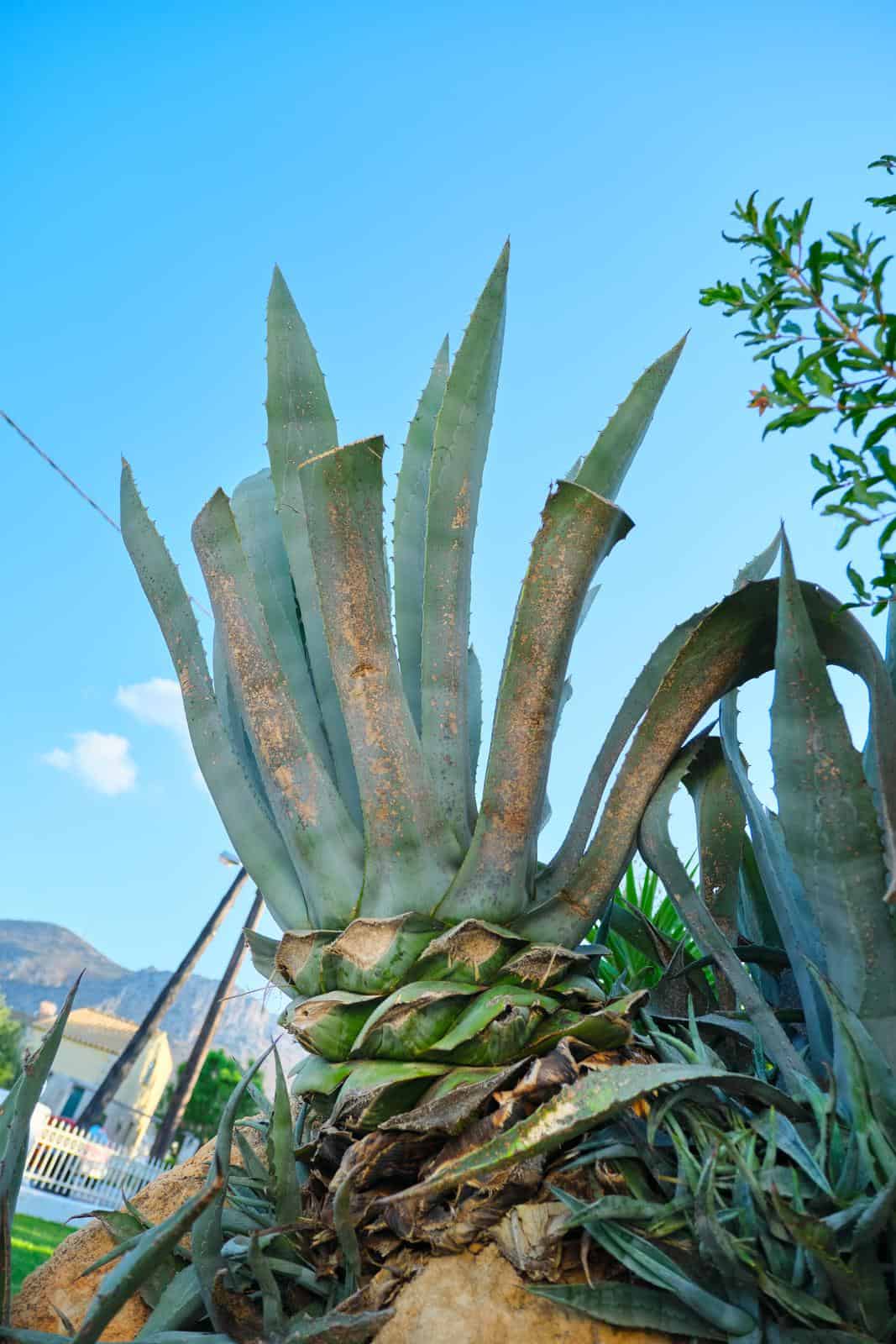 Century Plant (Agave americana) - How to Grow & Care Guide
