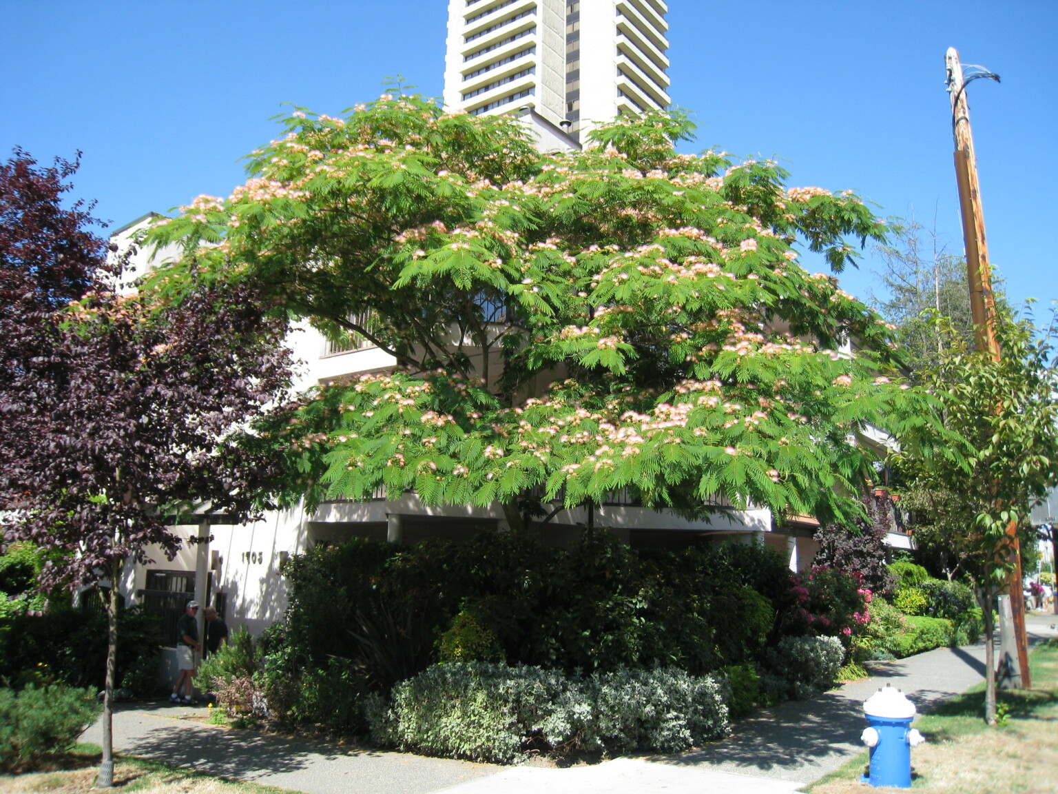 8 Types of Silk Trees (Albizia) - ProGardenTips