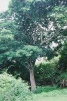 8 Types of Silk Trees (Albizia) - ProGardenTips