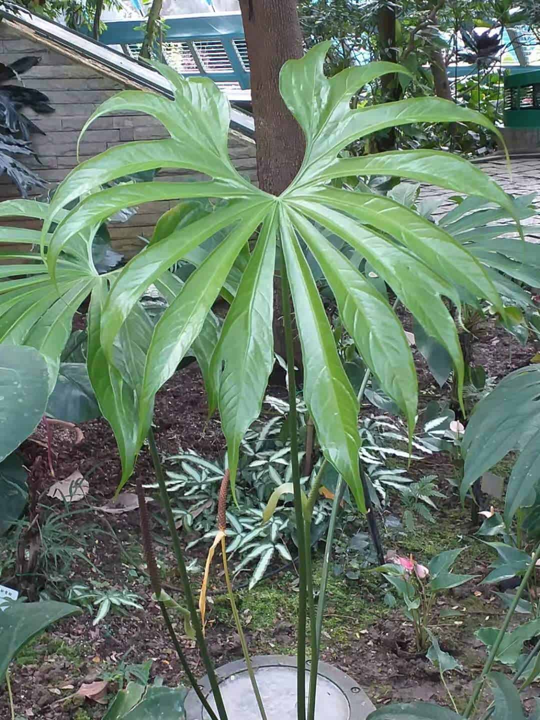 5 Plants That Look Like Hands - ProGardenTips