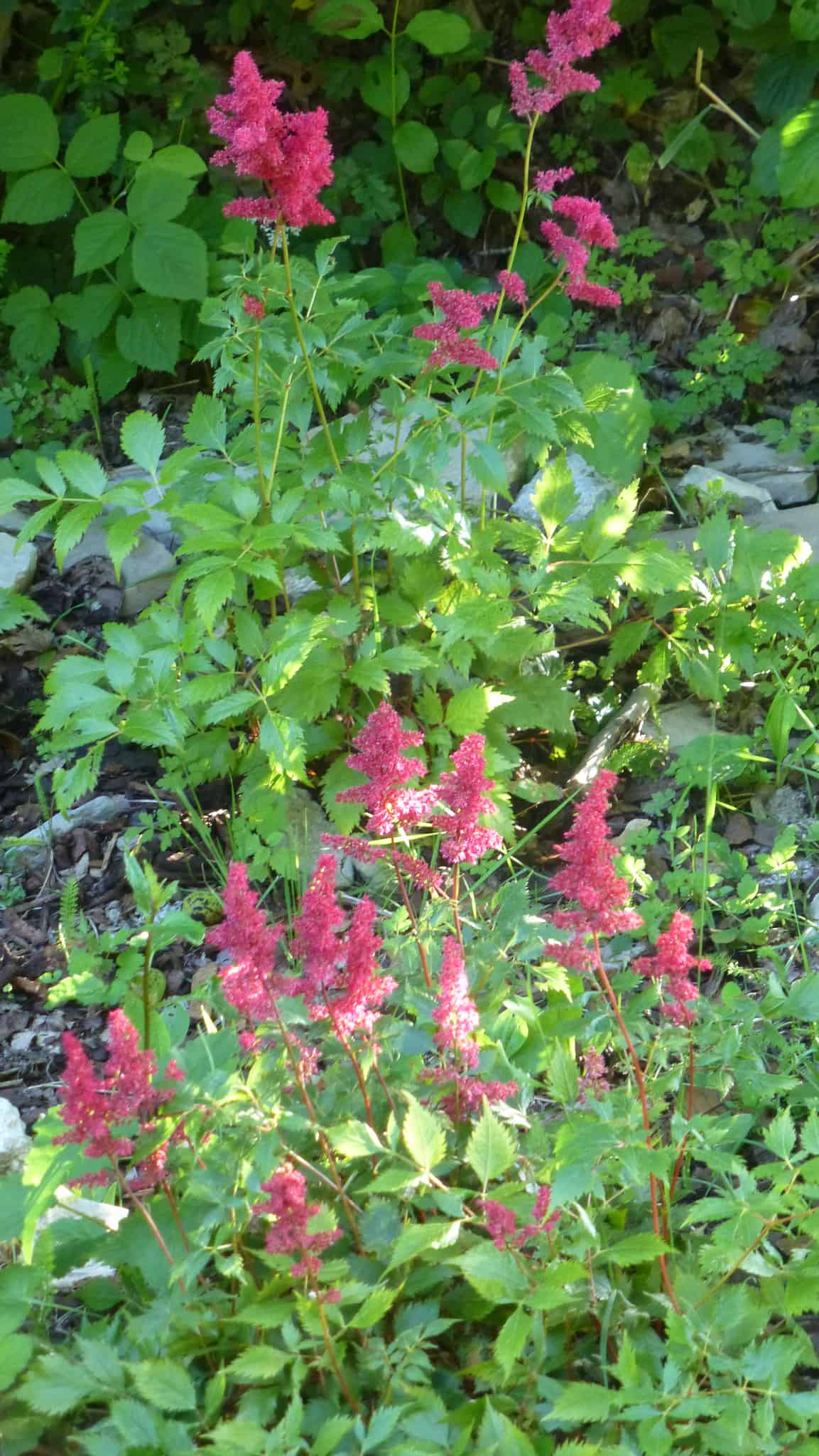 15 Plants That Look Like Feathers - ProGardenTips